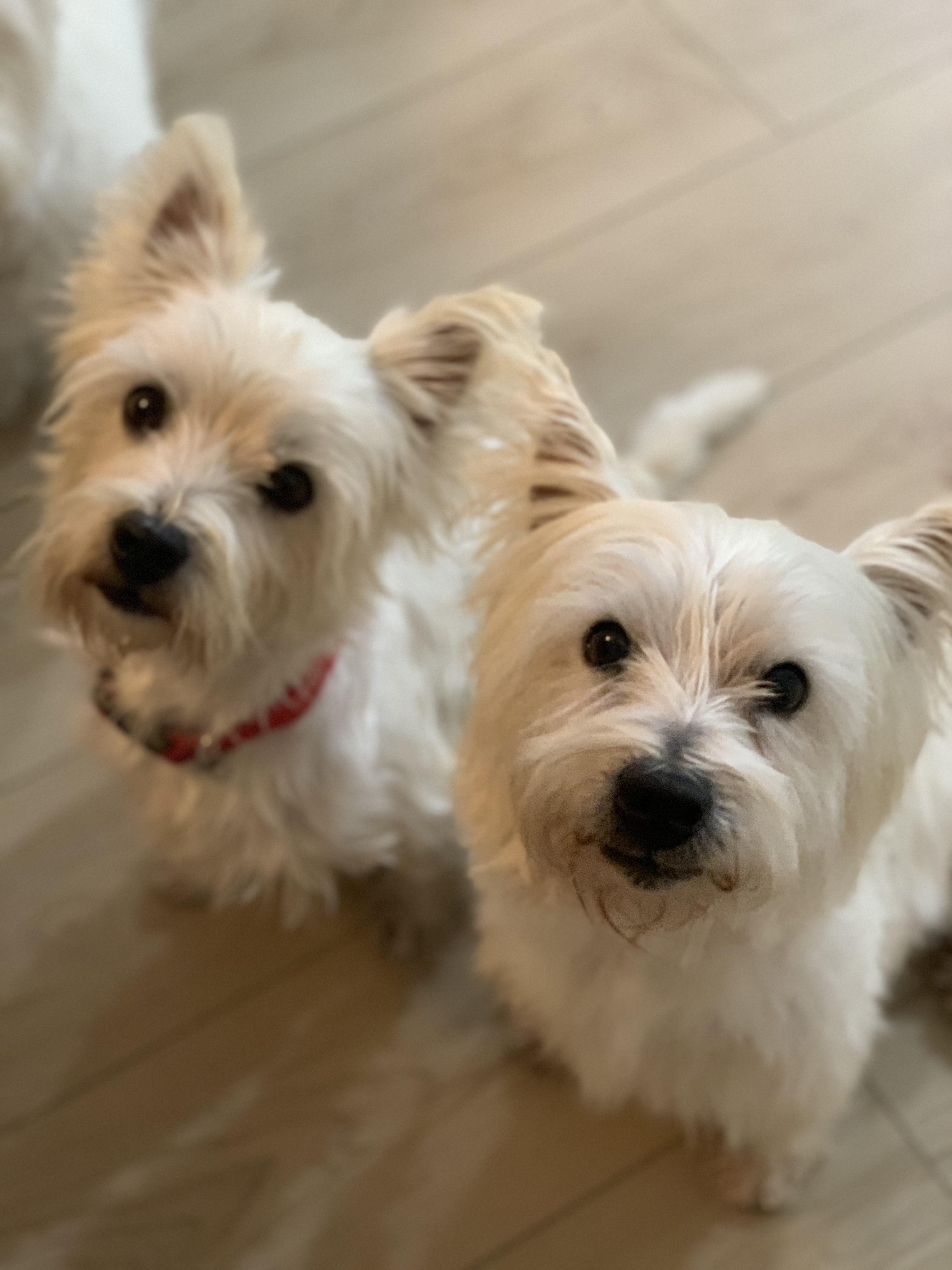 Dynamic Duo Daisy & Duffy – Adopted | Lone Star Westie Rescue